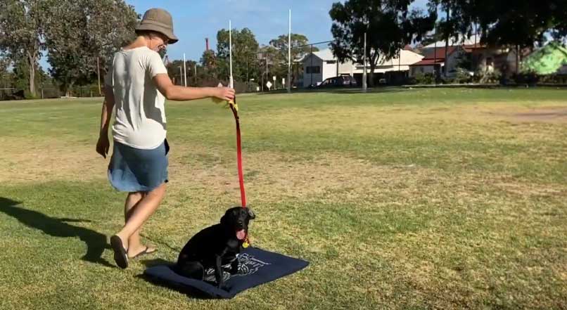 Level 2 Life Skills | K9 Care Obedience Training