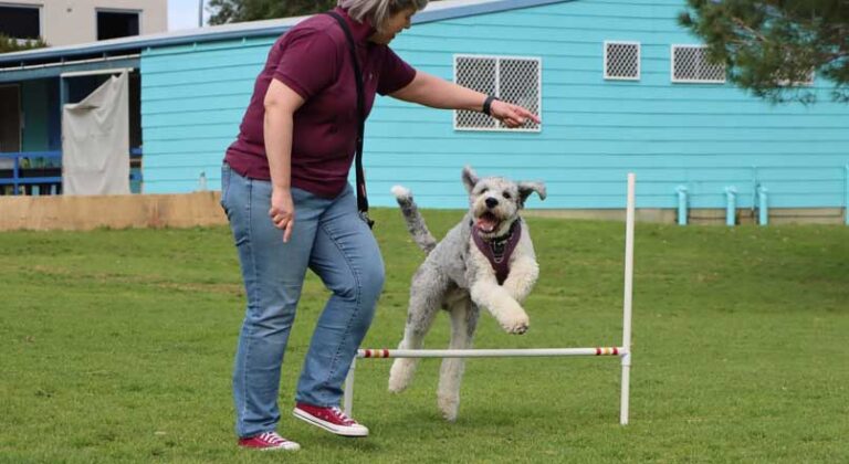 Group Classes | K9 Care Obedience Training