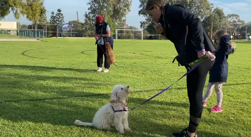 Level 1 Foundations | K9 Care Obedience Training