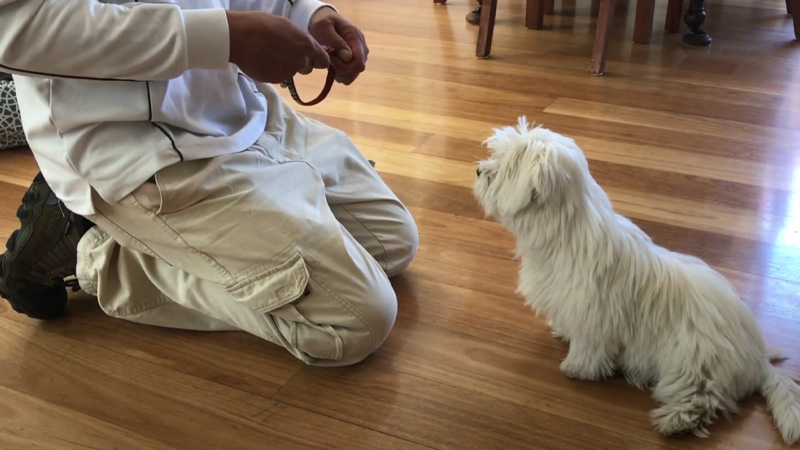 Positive Puppy | K9 Care Obedience Training